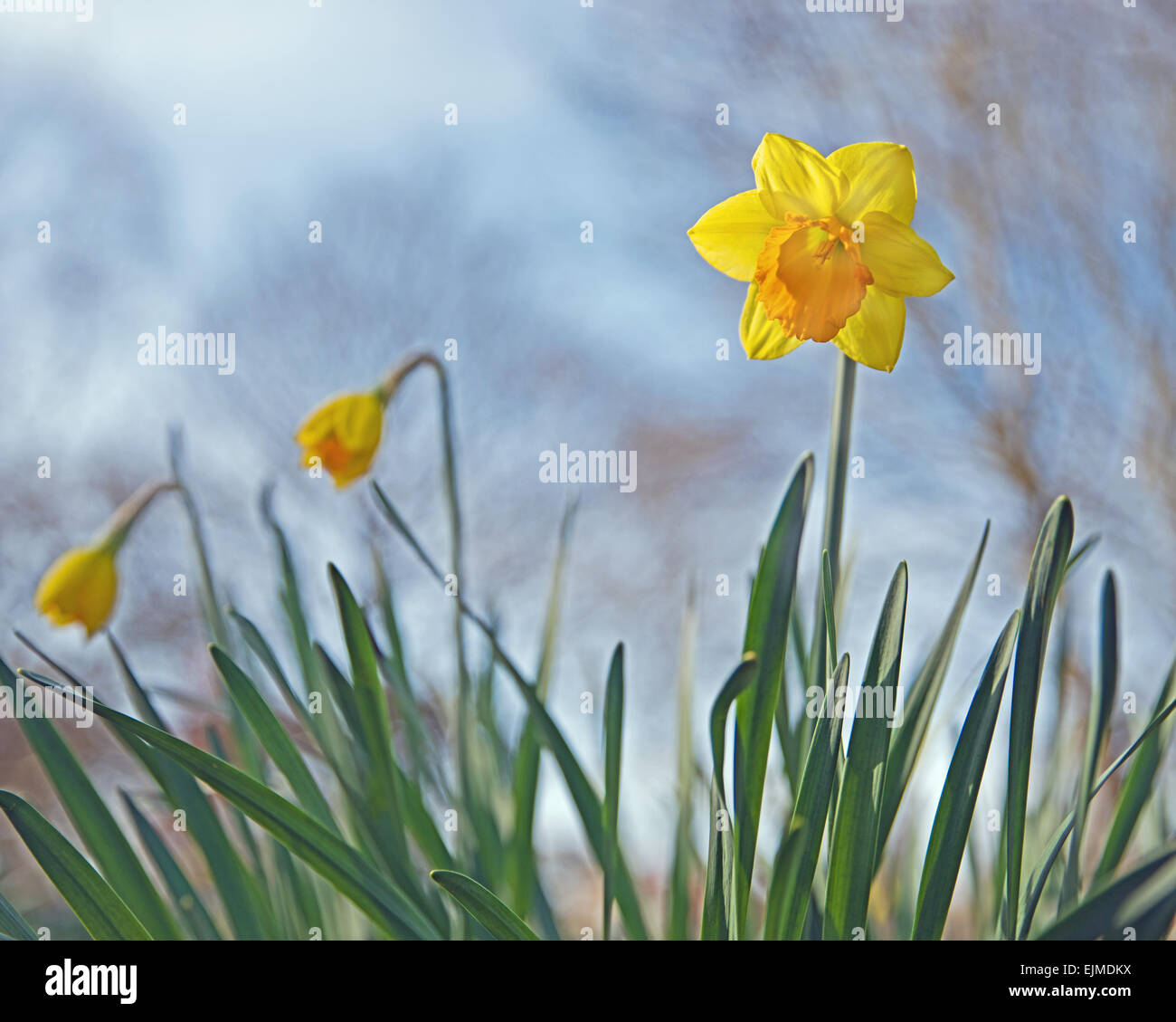 Low angle view of daffodils in park UK Stock Photo - Alamy