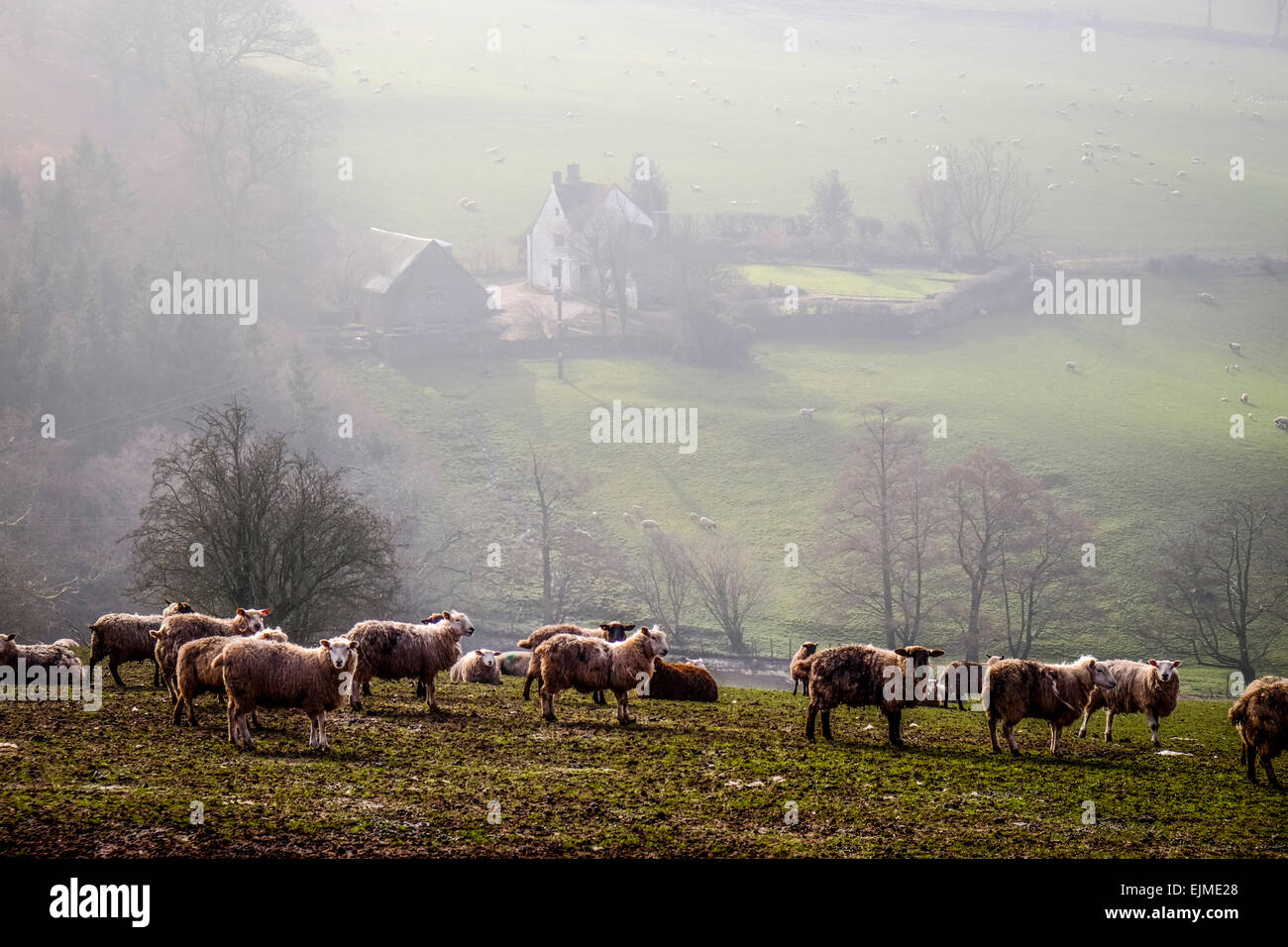 Hill Farm with sheep in field Stock Photo - Alamy
