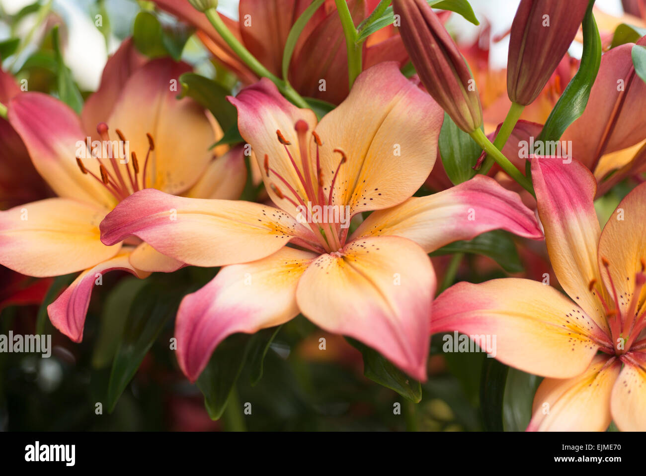 Asiatic lily heartstrings hi-res stock photography and images - Alamy