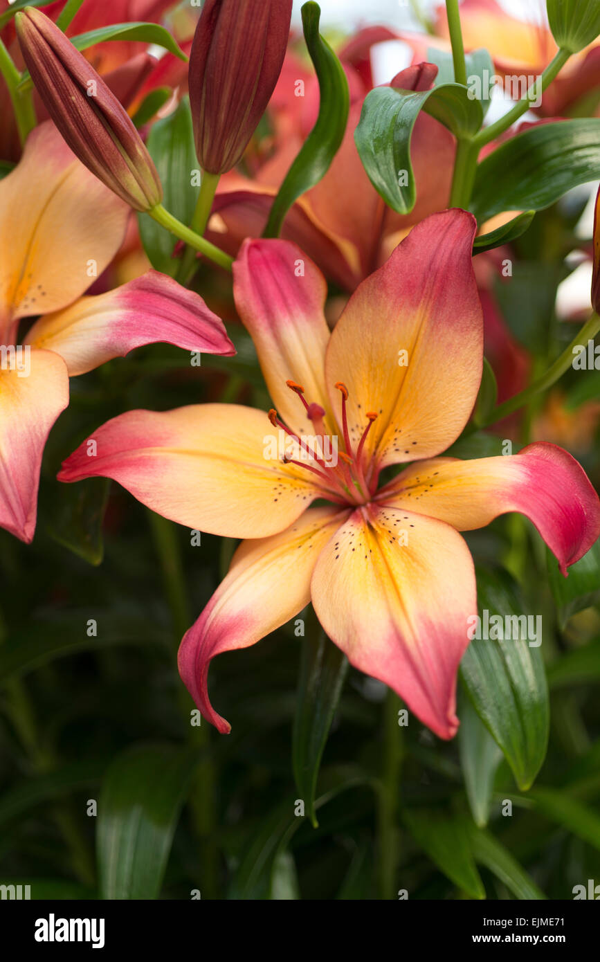 Lilium Heartstrings, Asiatic lily Stock Photo - Alamy