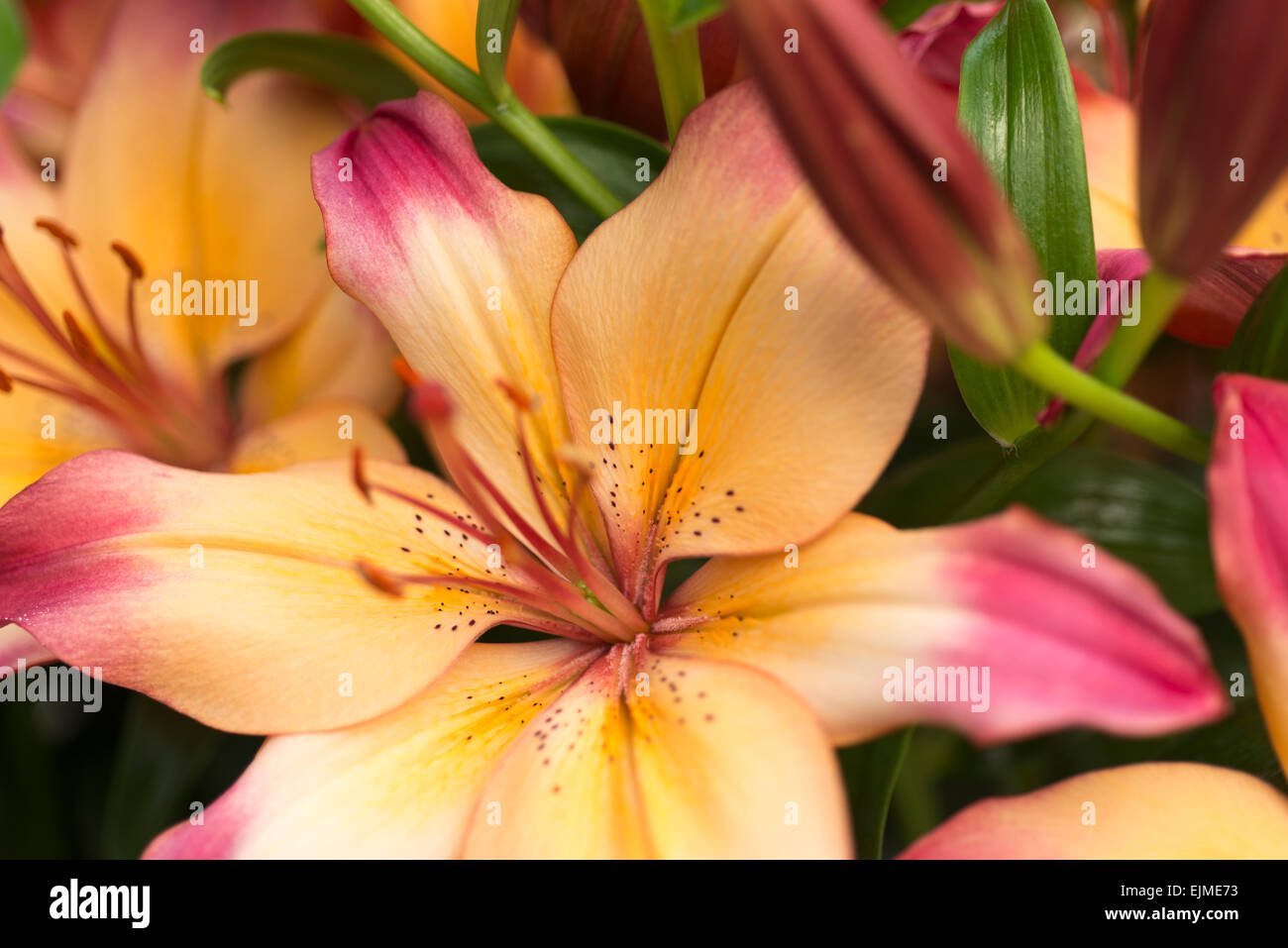 Lilium Heartstrings, Asiatic lily Stock Photo - Alamy