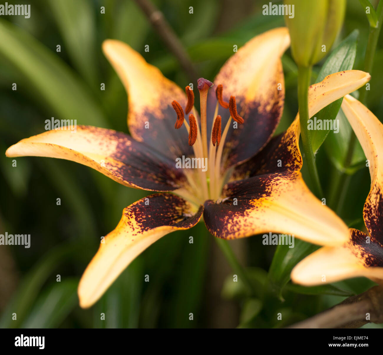 Lilium 'Tango', Asiatic lily Stock Photo - Alamy