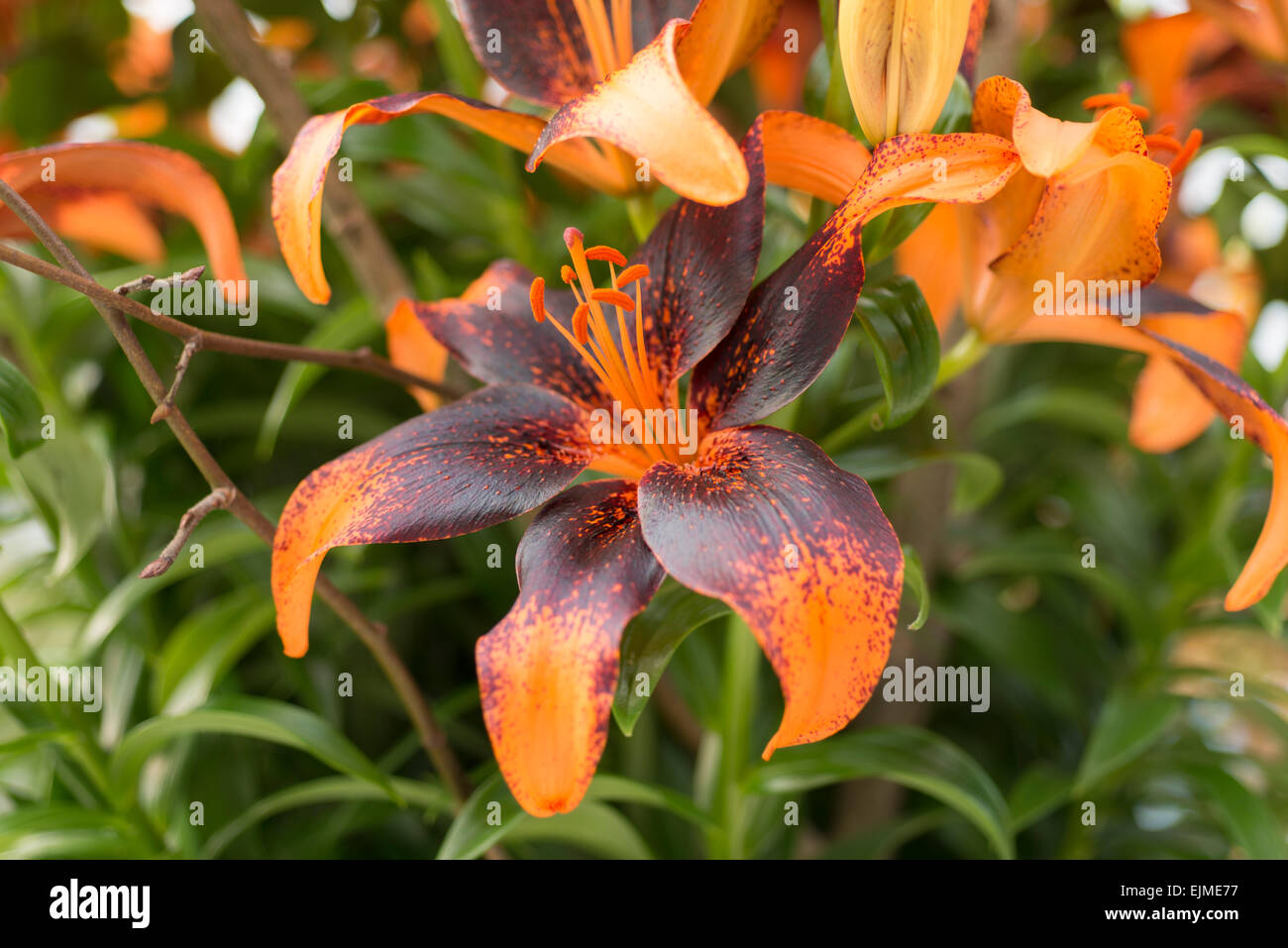 Tango lily hi-res stock photography and images - Alamy