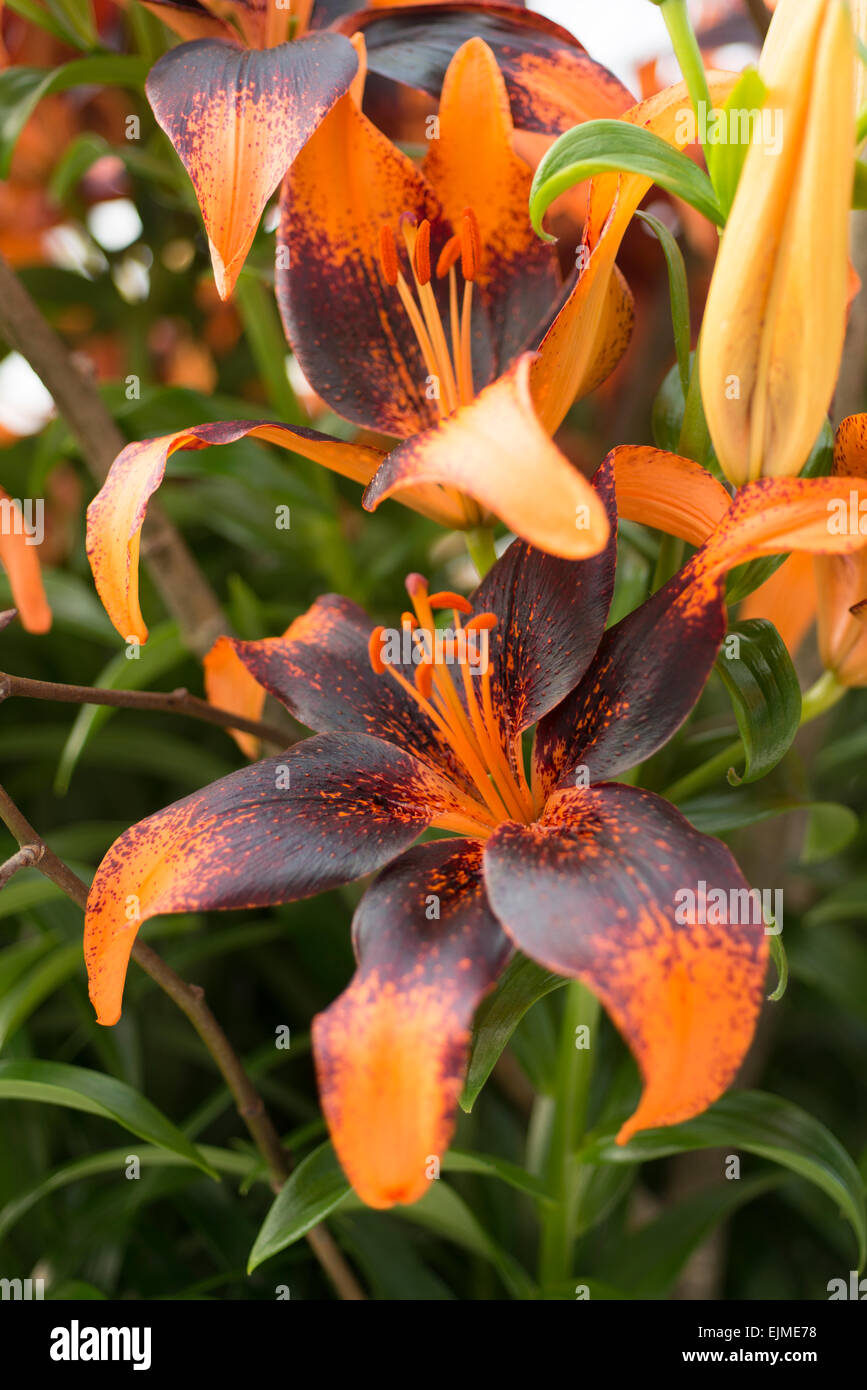Tango orange hi-res stock photography and images - Alamy