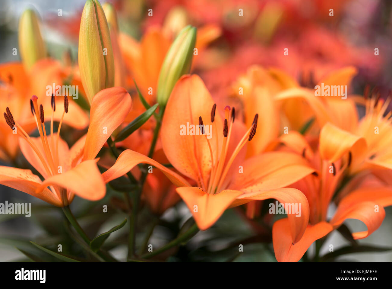 Lilium Orange Matrix, Asiatic lily Stock Photo - Alamy