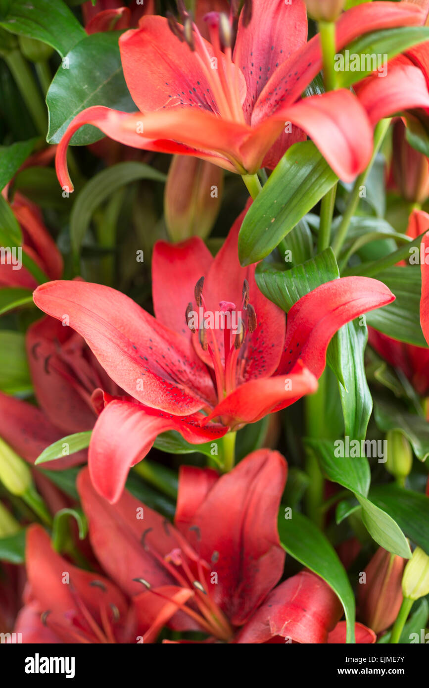 Lilium Original Love, Asiatic lily flower Stock Photo - Alamy