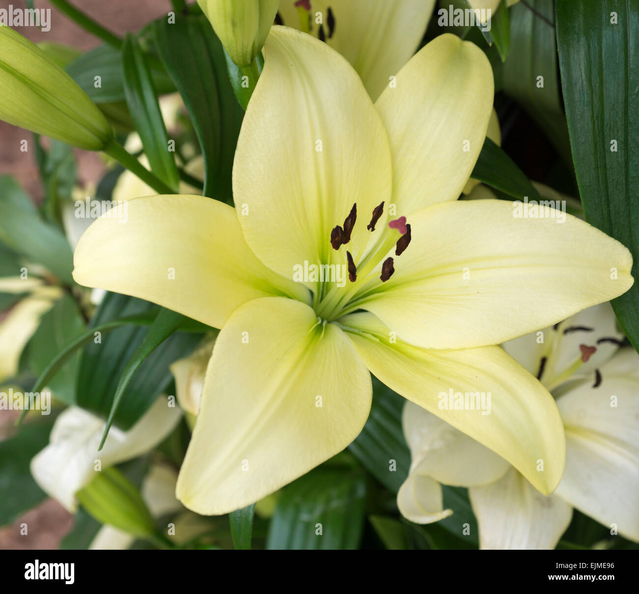 Lilium Trebbiano, green Asiatic lily flower Stock Photo - Alamy