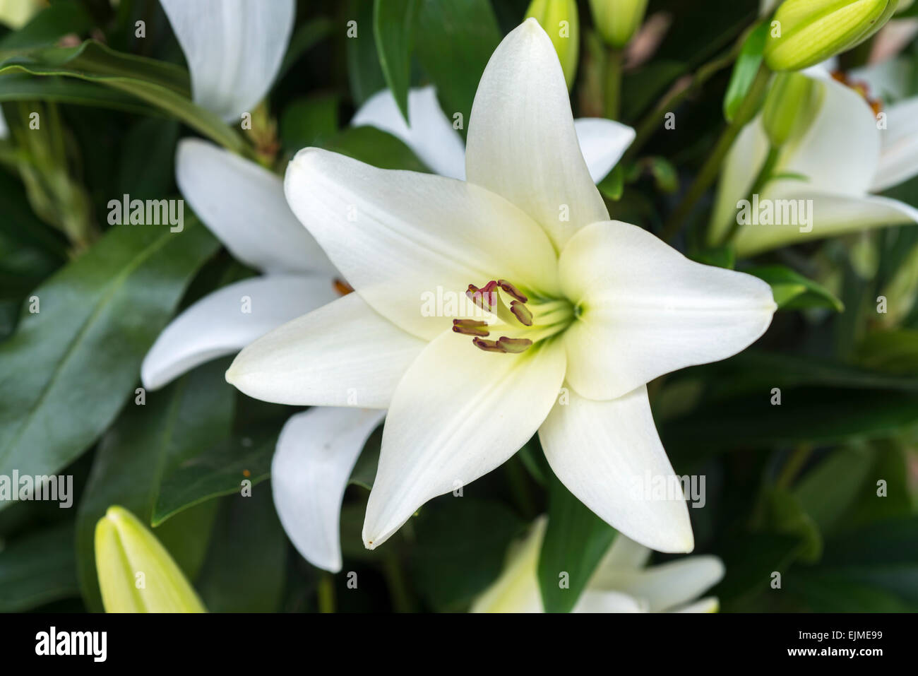 Lilium Bach, white Asiatic lily flower Stock Photo - Alamy