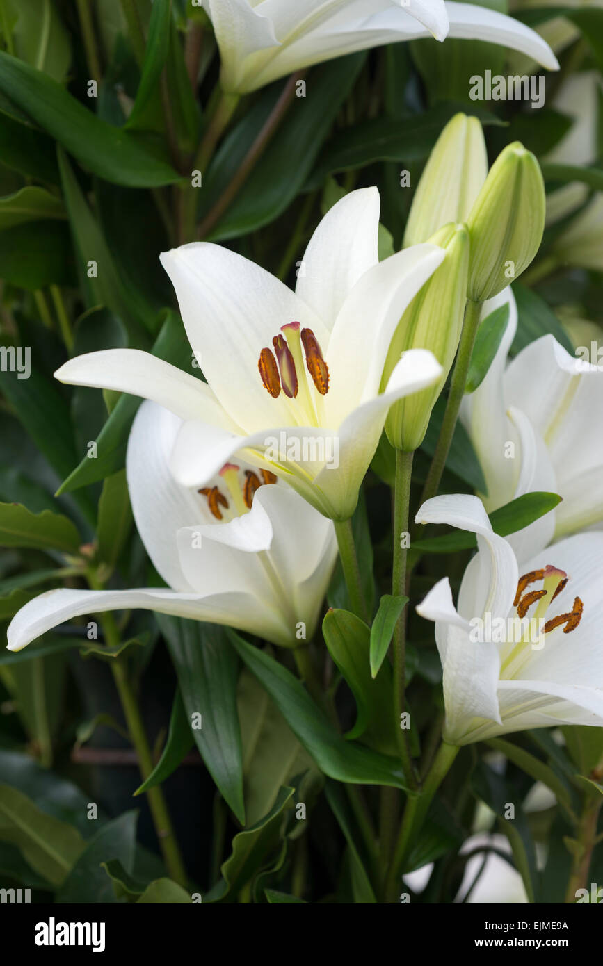Lilium Bach, white Asiatic lily flower Stock Photo - Alamy