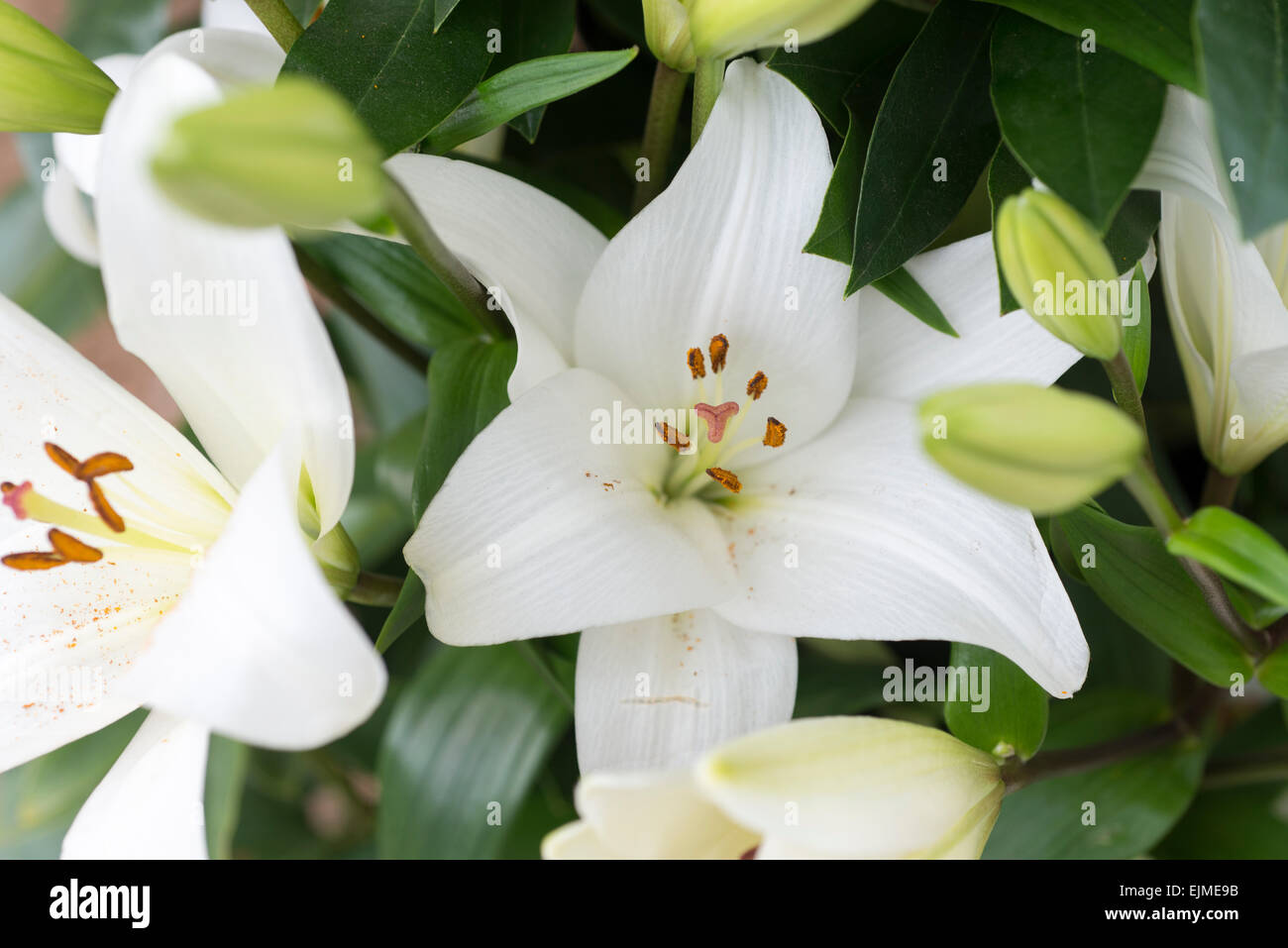 Lilium Bach, white Asiatic lily flower Stock Photo - Alamy