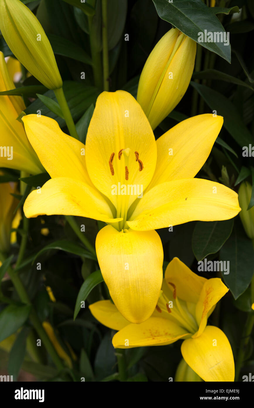 Lilium La Nashville, yellow Asiatic hybrid lily flower Stock Photo - Alamy
