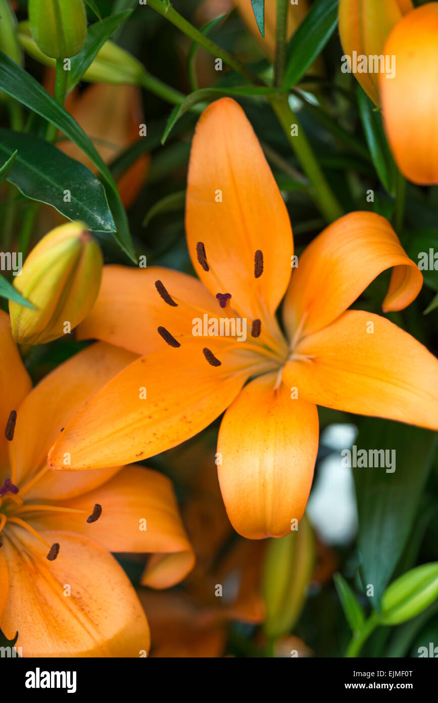 Lilium Puma, orange hybrid lily Stock Photo - Alamy