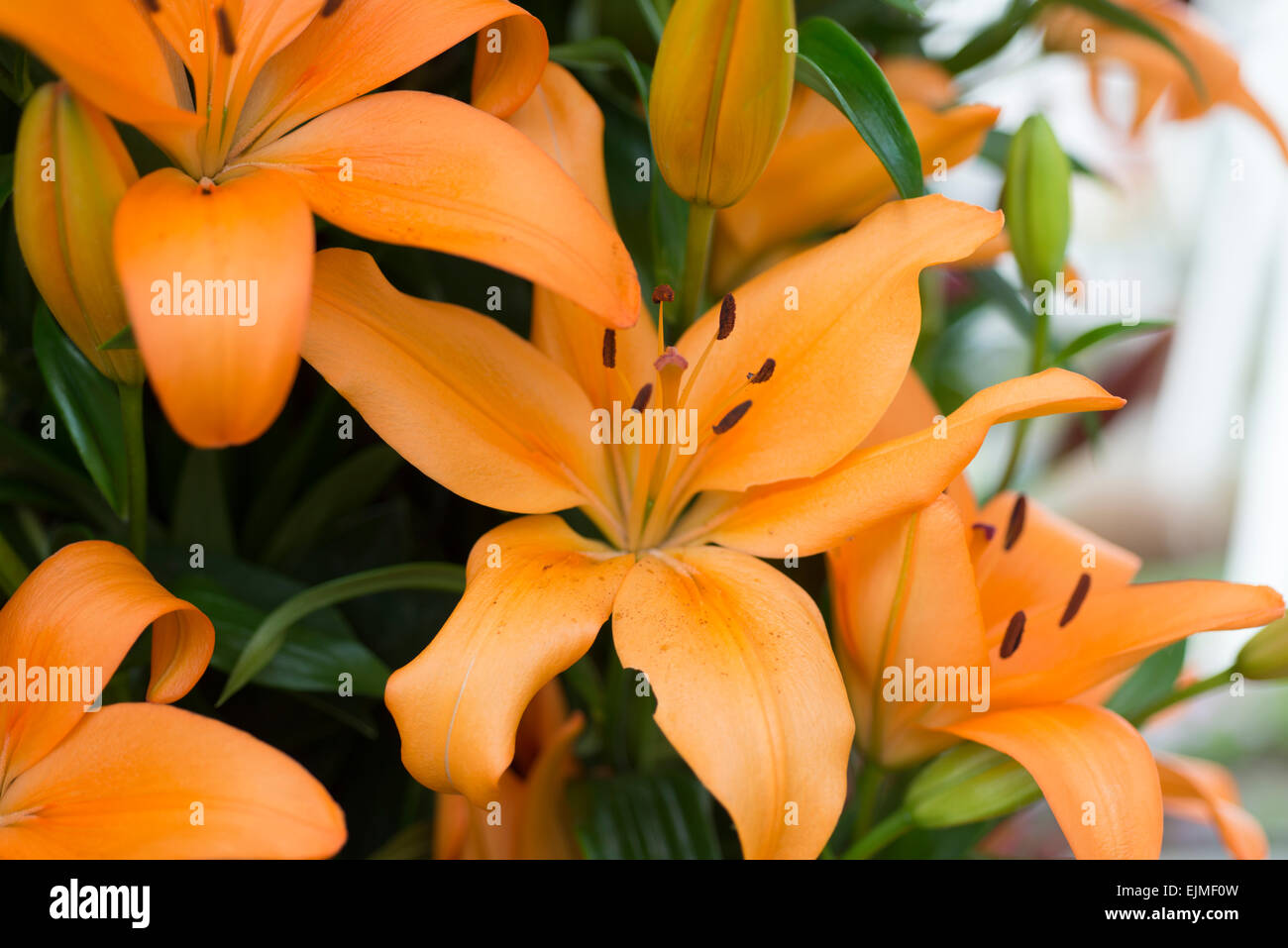 Lilium Puma, orange hybrid lily Stock Photo - Alamy