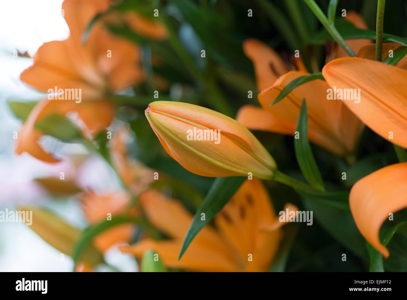 Lilium Puma, orange hybrid lily Stock Photo - Alamy