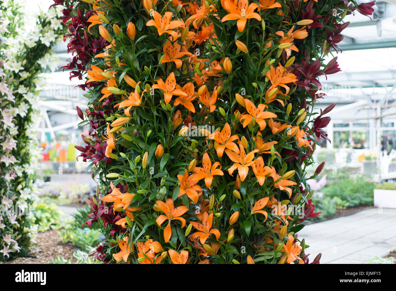 Lilium Puma, orange hybrid lily at Keukenhof display, Netherlands Stock ...