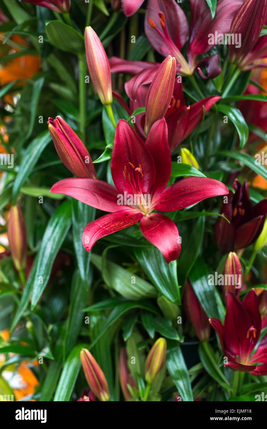 Lilium Forza Red, Asiatic hybrid lily flower Stock Photo - Alamy
