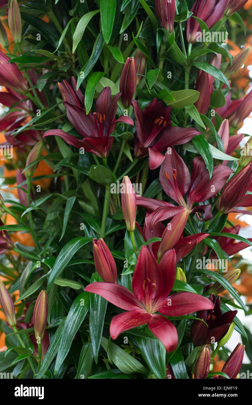 Lilium Forza Red, Asiatic hybrid lily flower Stock Photo - Alamy