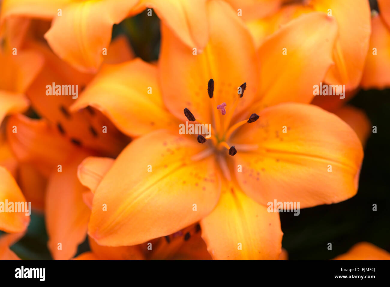 Victory joy hi-res stock photography and images - Alamy