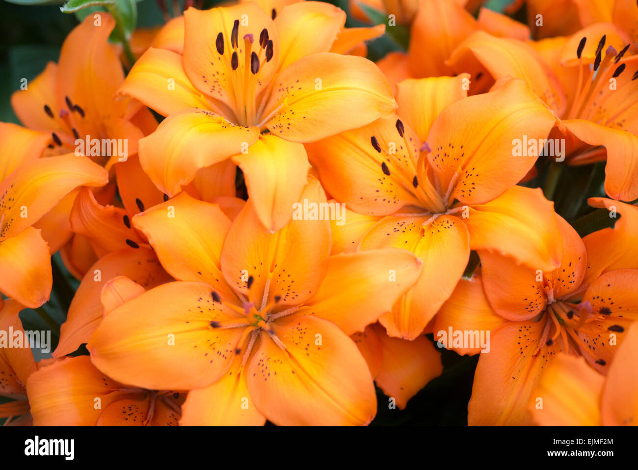 Victory joy hi-res stock photography and images - Alamy