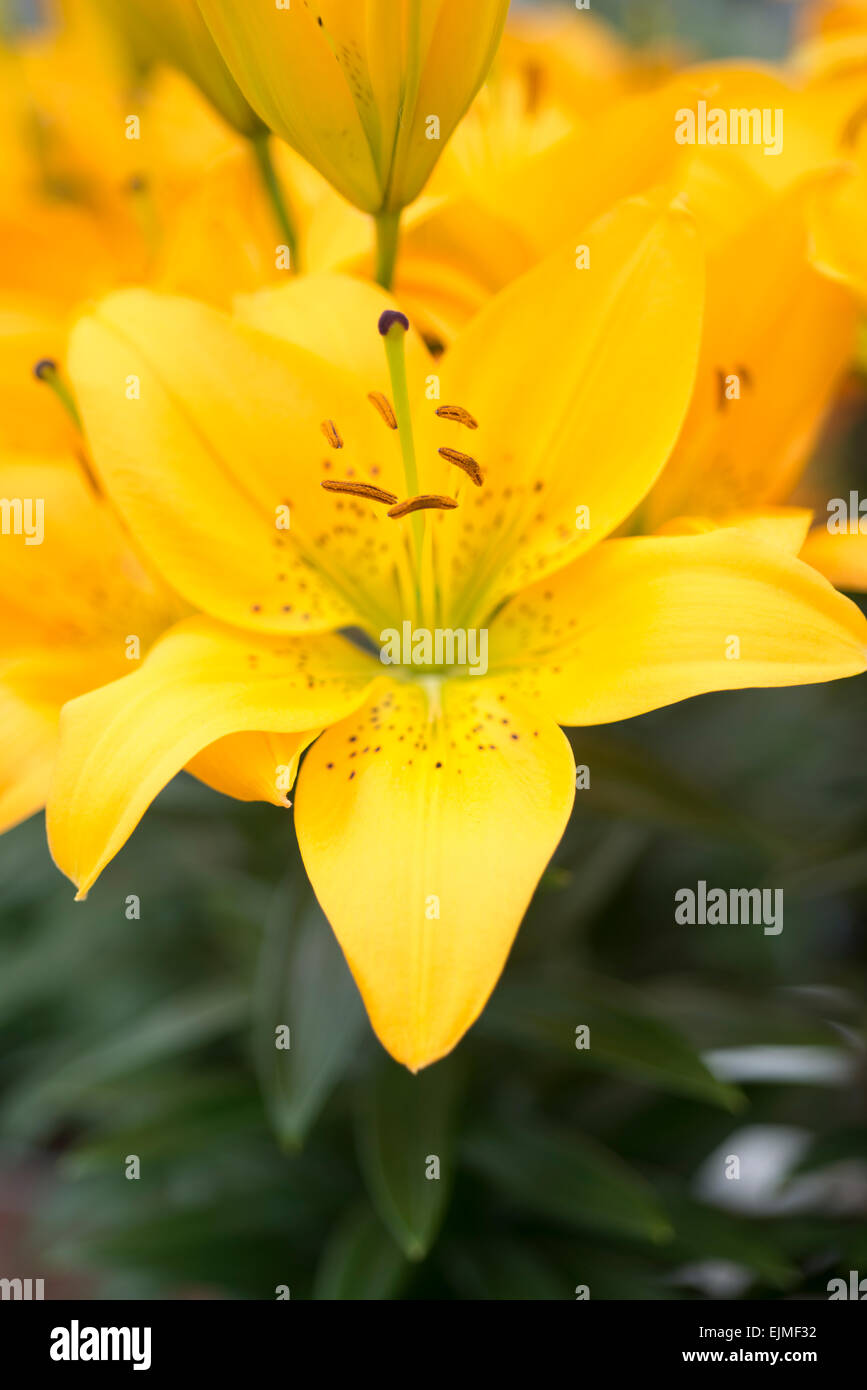 Lilium Dancing Joy, yellow lily flower Stock Photo - Alamy