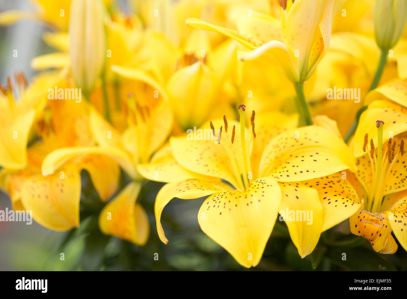 Lilium Sunny Joy, yellow lily flower Stock Photo - Alamy