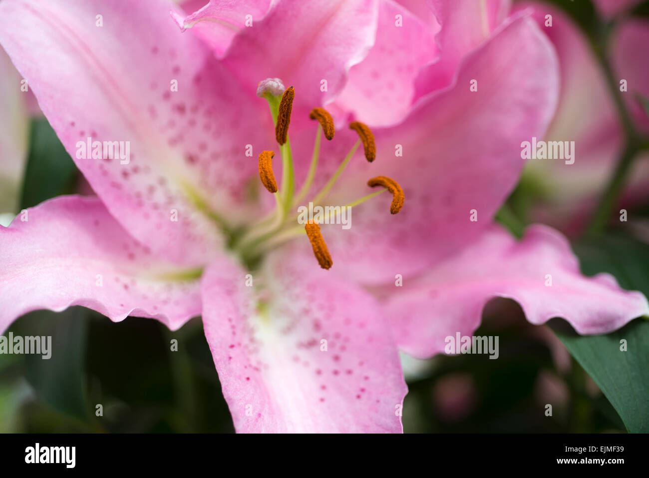 True romance hi-res stock photography and images - Alamy