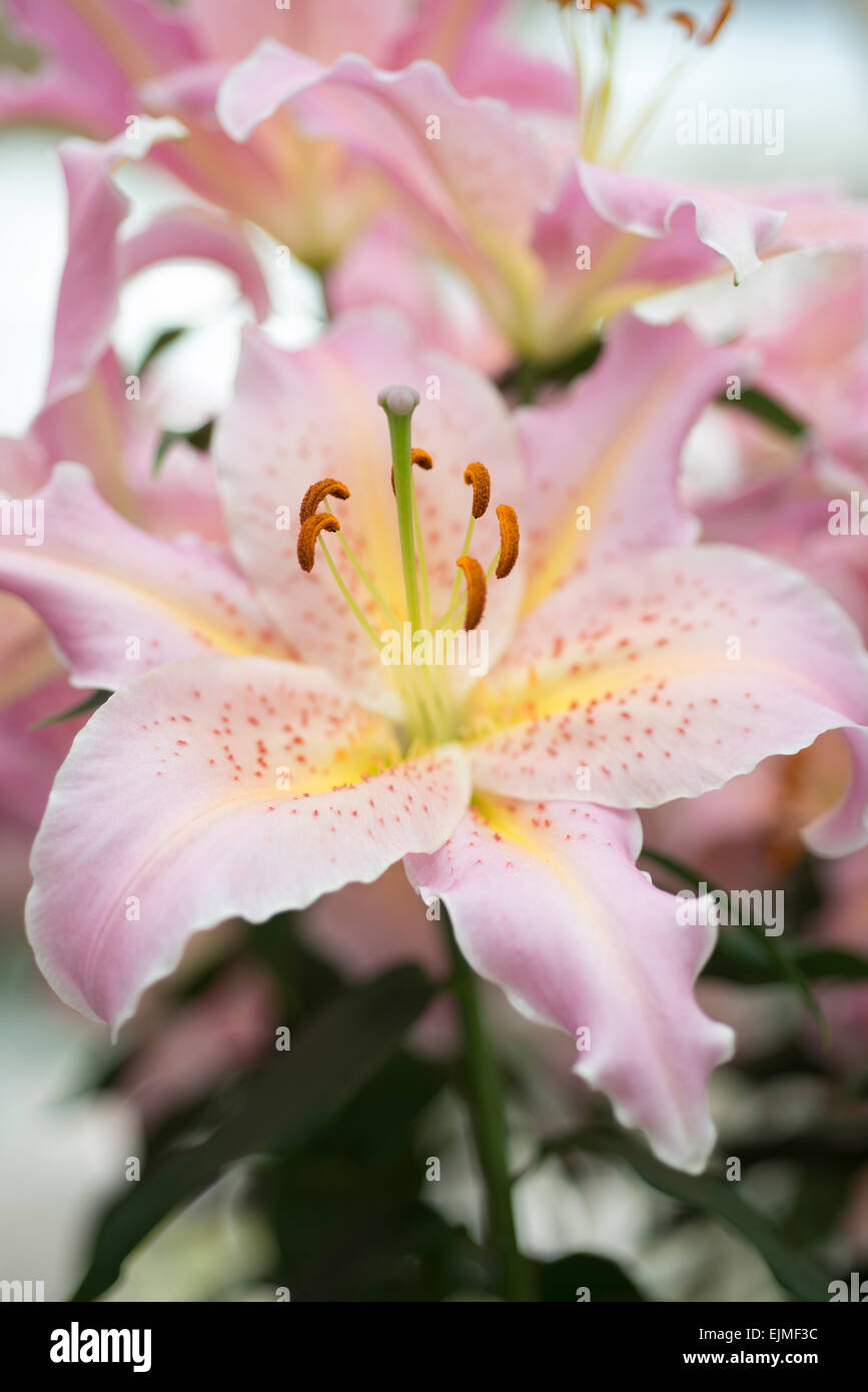 Lilium Spring Romance, pink Oriental lily flower Stock Photo - Alamy