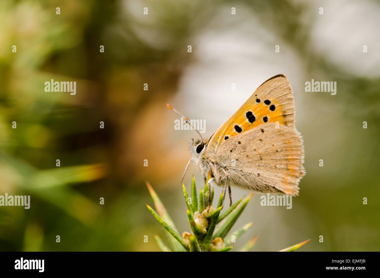Small Copper Butterfly Stock Photo - Alamy