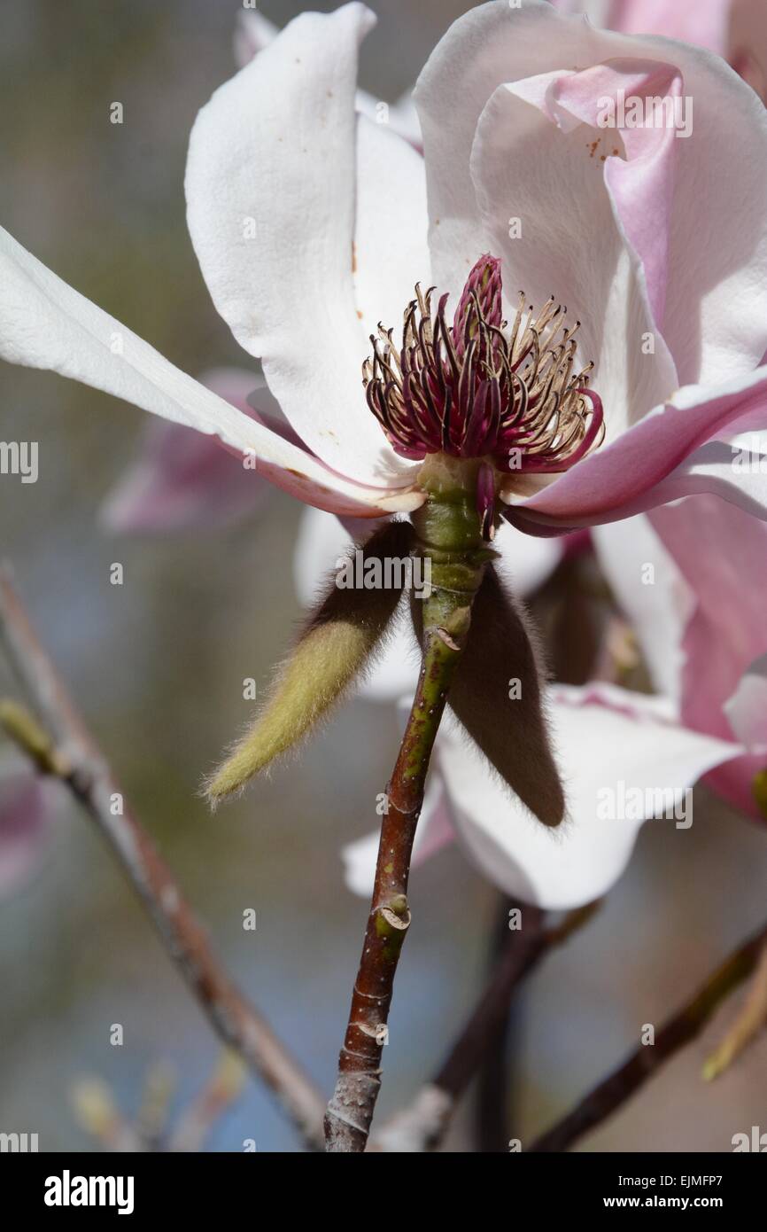 Japanese Magnolia Pictures
