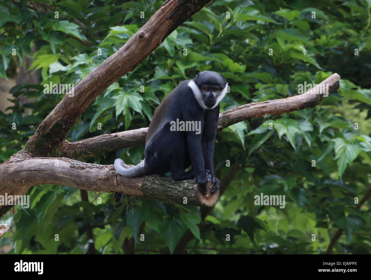 Allochrocebus lhoesti hi-res stock photography and images - Alamy