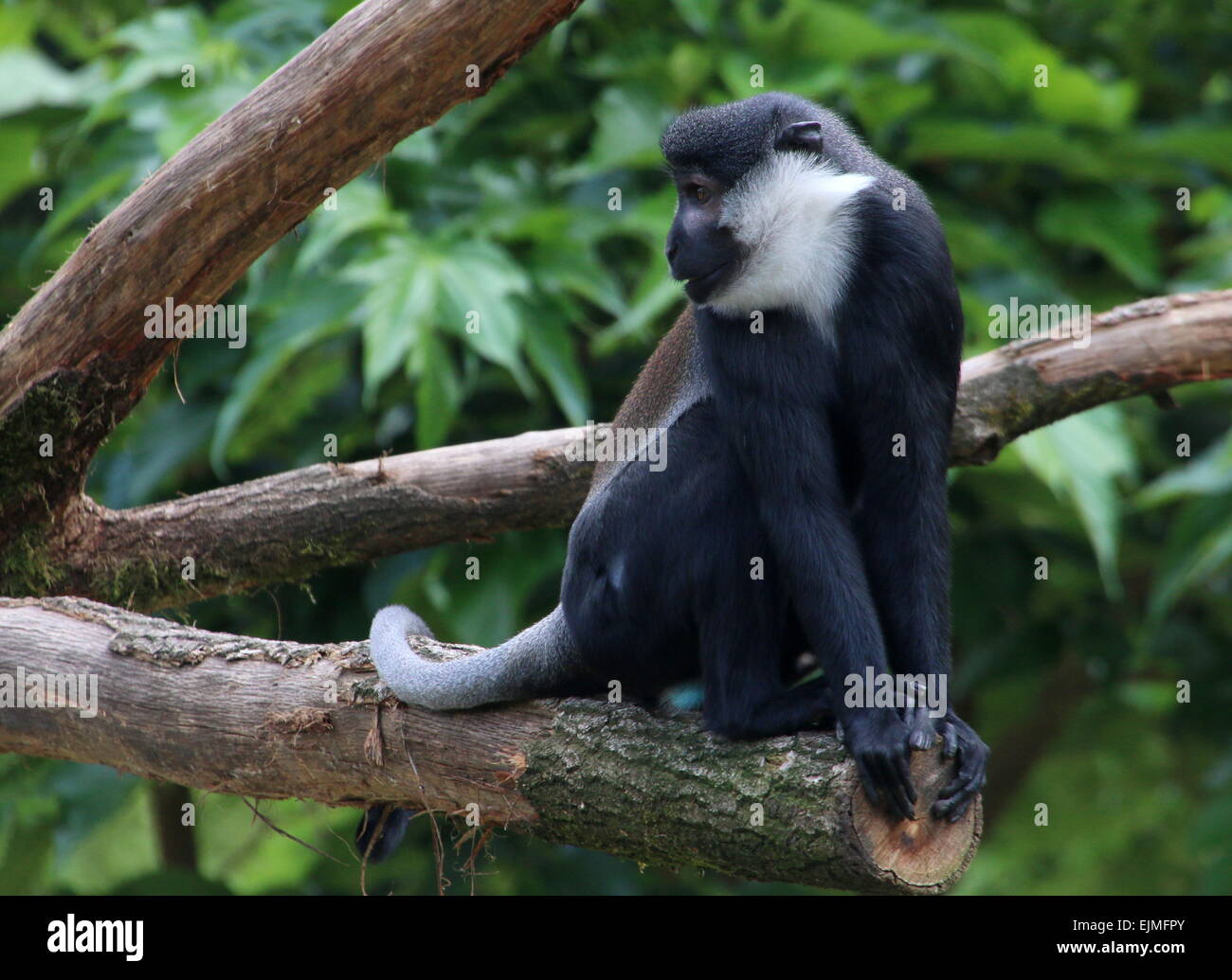 Central African L'Hoest's monkey (Cercopithecus lhoesti) in a tree ...