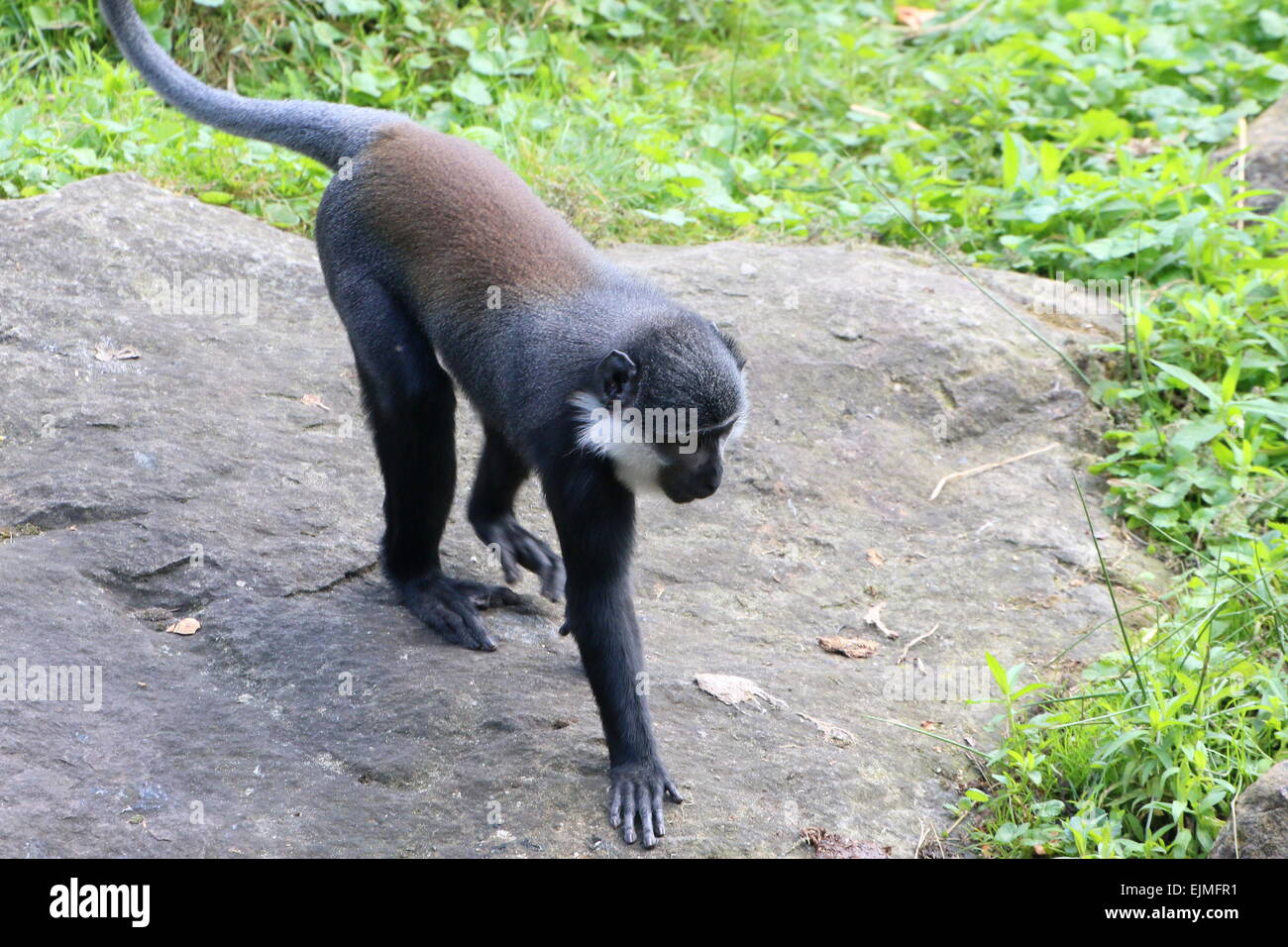 Central African L'Hoest's monkey (Cercopithecus lhoesti) at Apenheul ...