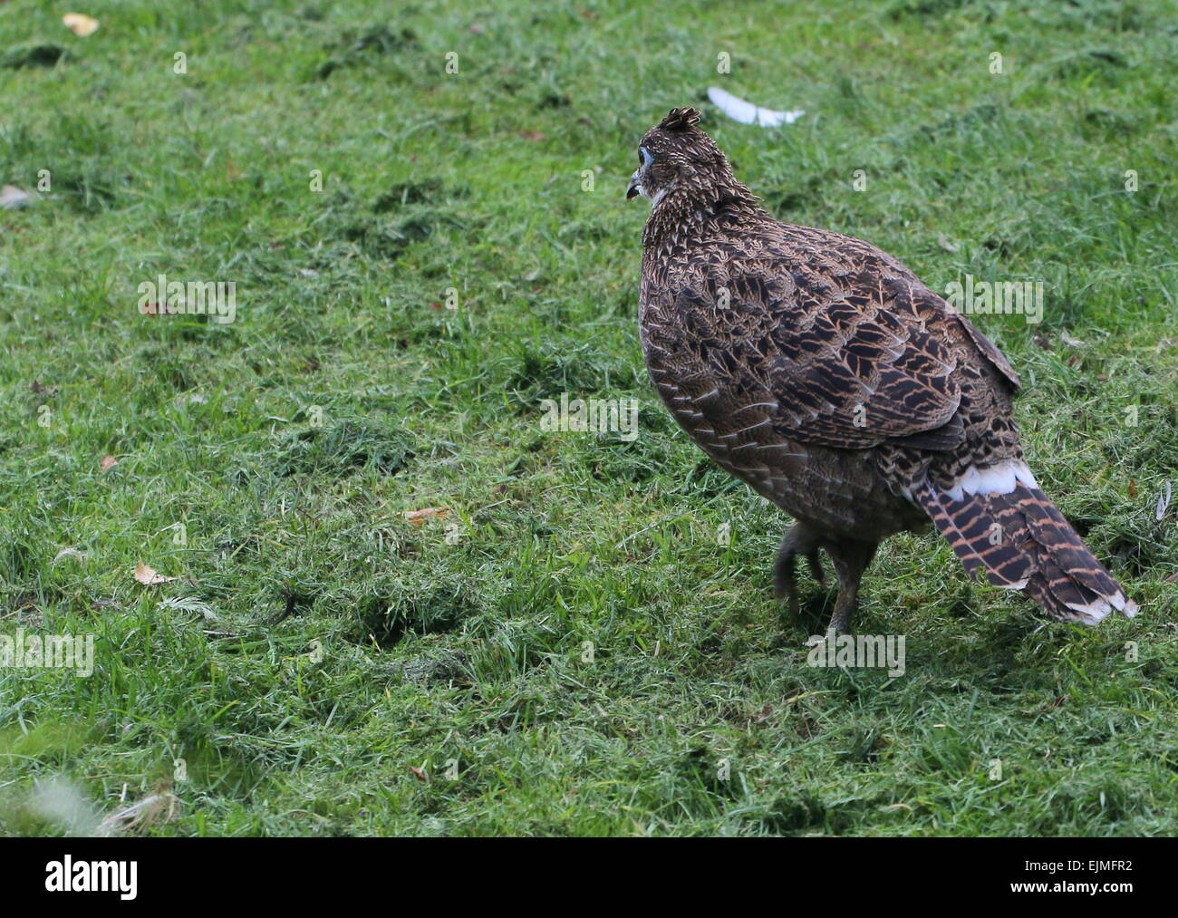 Himalayan pheasants hi-res stock photography and images - Alamy