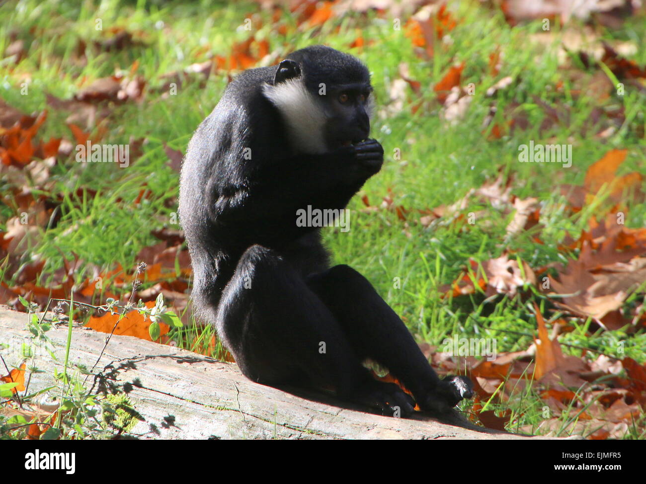 Central African L'Hoest's monkey (Cercopithecus lhoesti) eating Stock ...