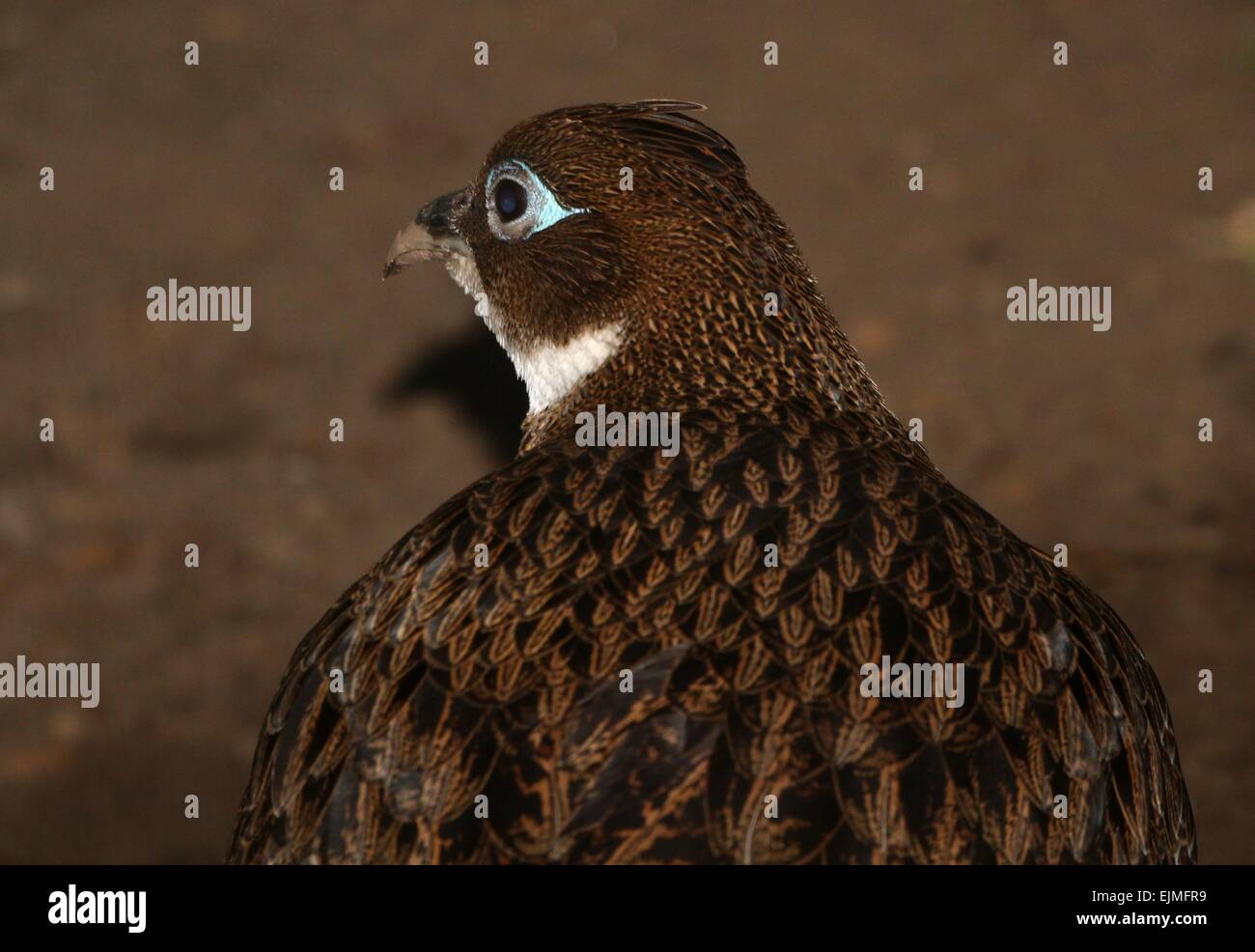 Himalayan monal female hi-res stock photography and images - Alamy
