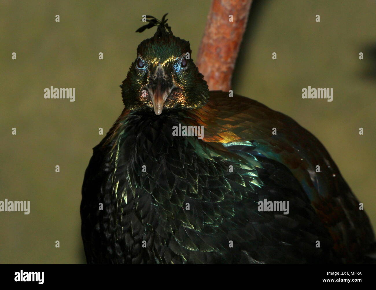 Male Himalayan monal pheasant (Lophophorus impejanus), a.k.a. Impeyan ...