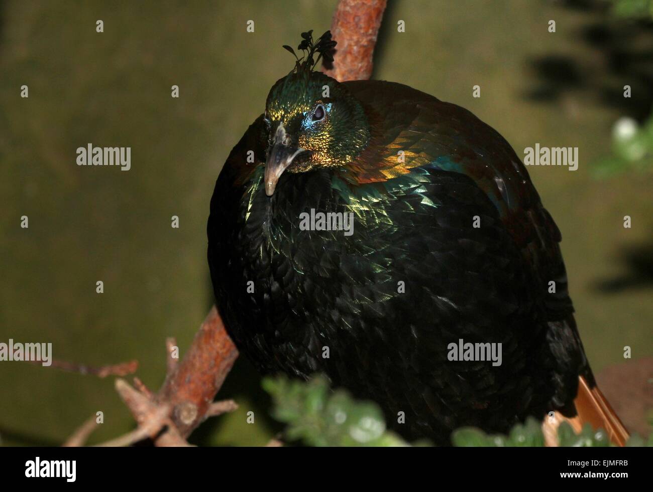 Male Himalayan monal pheasant (Lophophorus impejanus), a.k.a. Impeyan ...