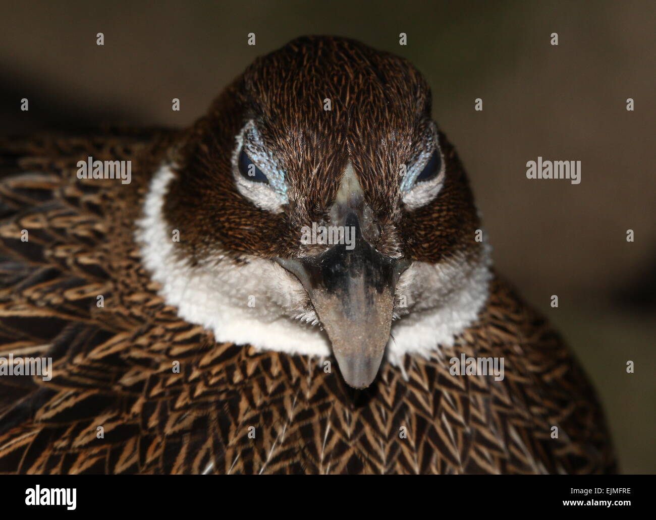 Close-up portrait of a Female Himalayan monal pheasant (Lophophorus ...