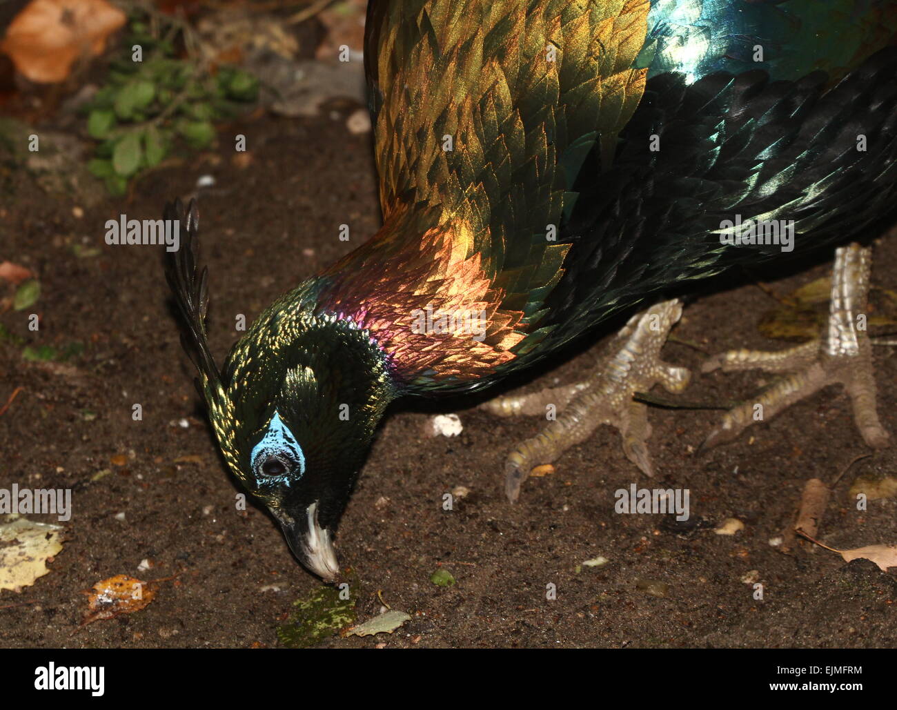 Lophophore hi-res stock photography and images - Alamy