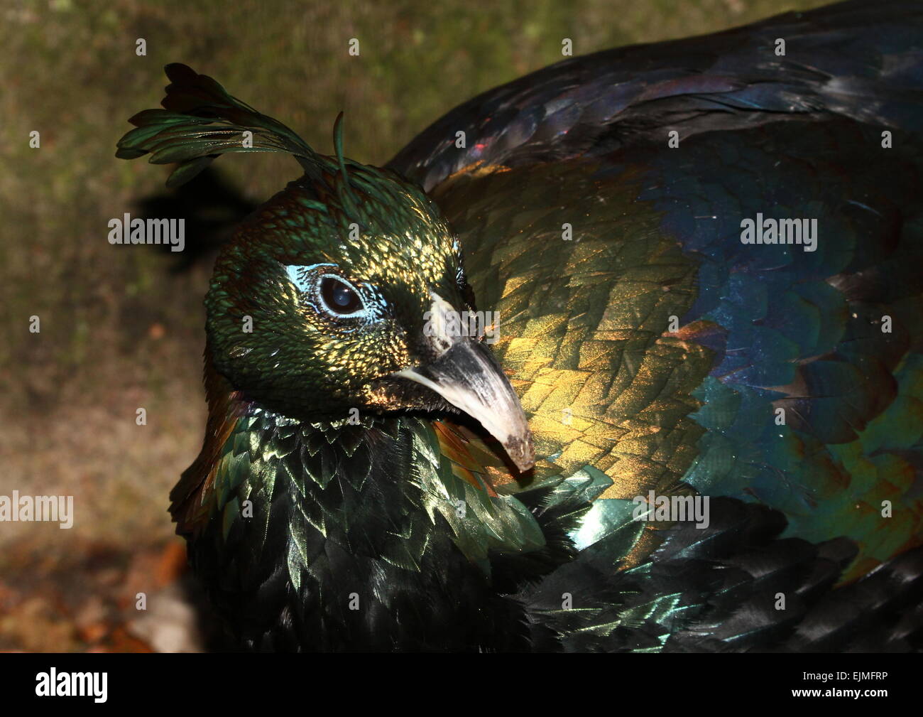 Male Himalayan monal pheasant (Lophophorus impejanus), a.k.a. Impeyan ...