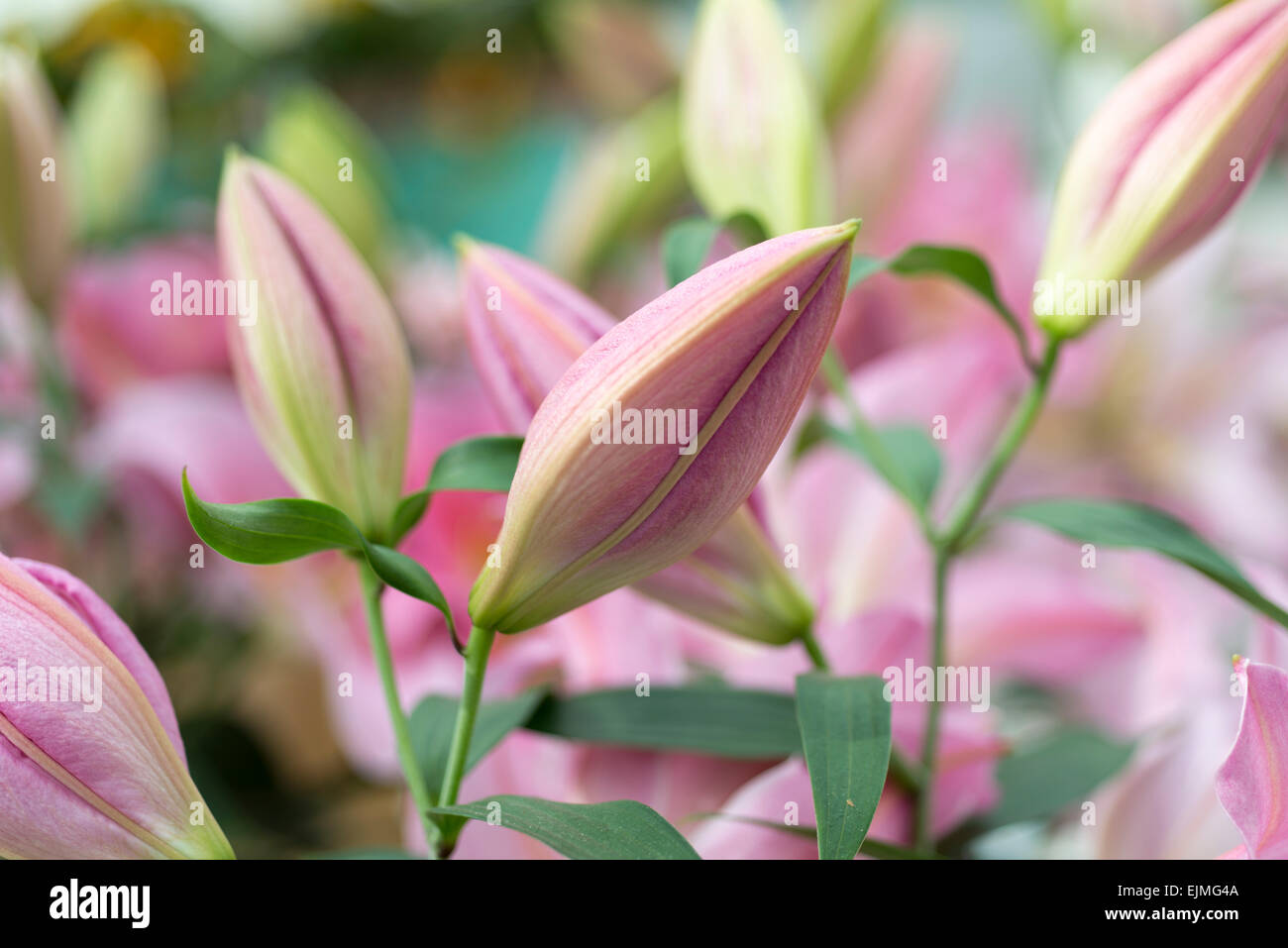 Lilium Sweet Romance, pink Oriental lily flower Stock Photo - Alamy