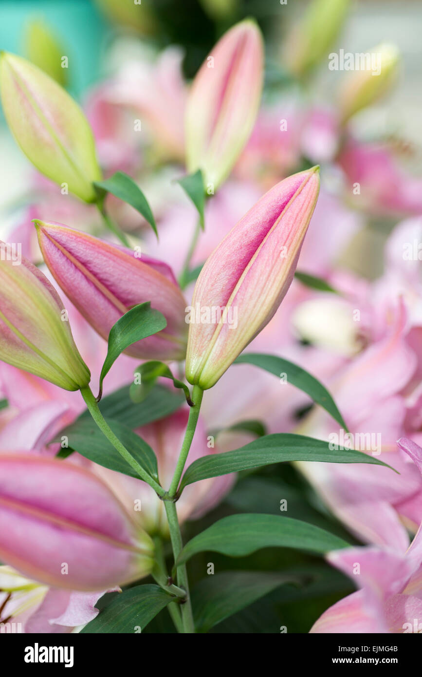 Lilium Sweet Romance, pink Oriental lily flower Stock Photo - Alamy