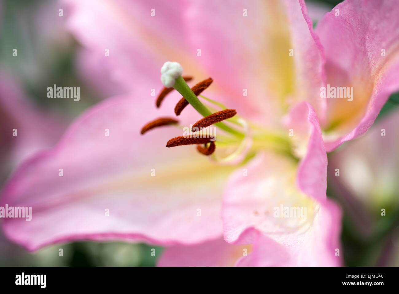 Lilium pink romance hi-res stock photography and images - Alamy