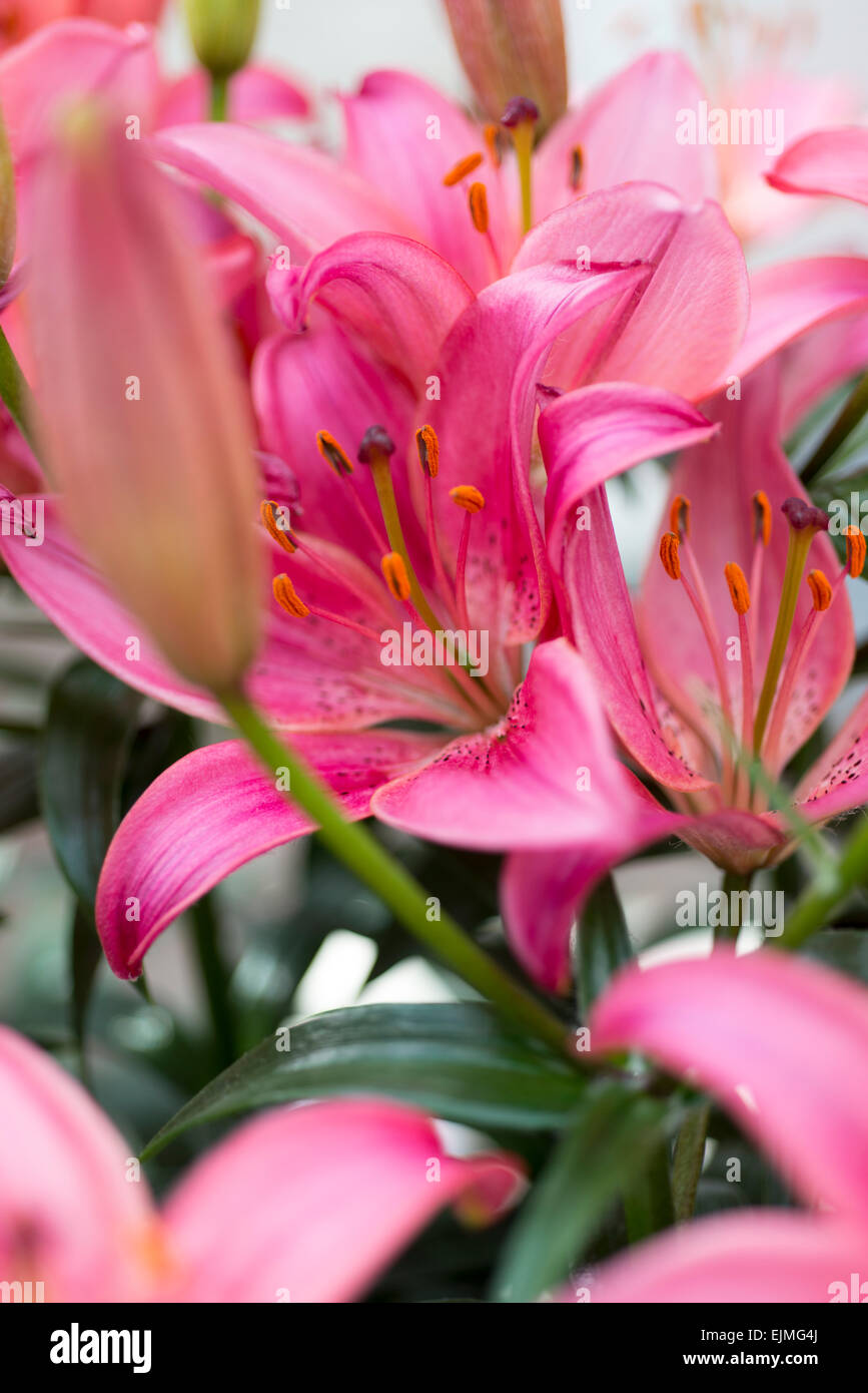 Lilium Island Joy, pink Asiatic hybrid lily Stock Photo - Alamy