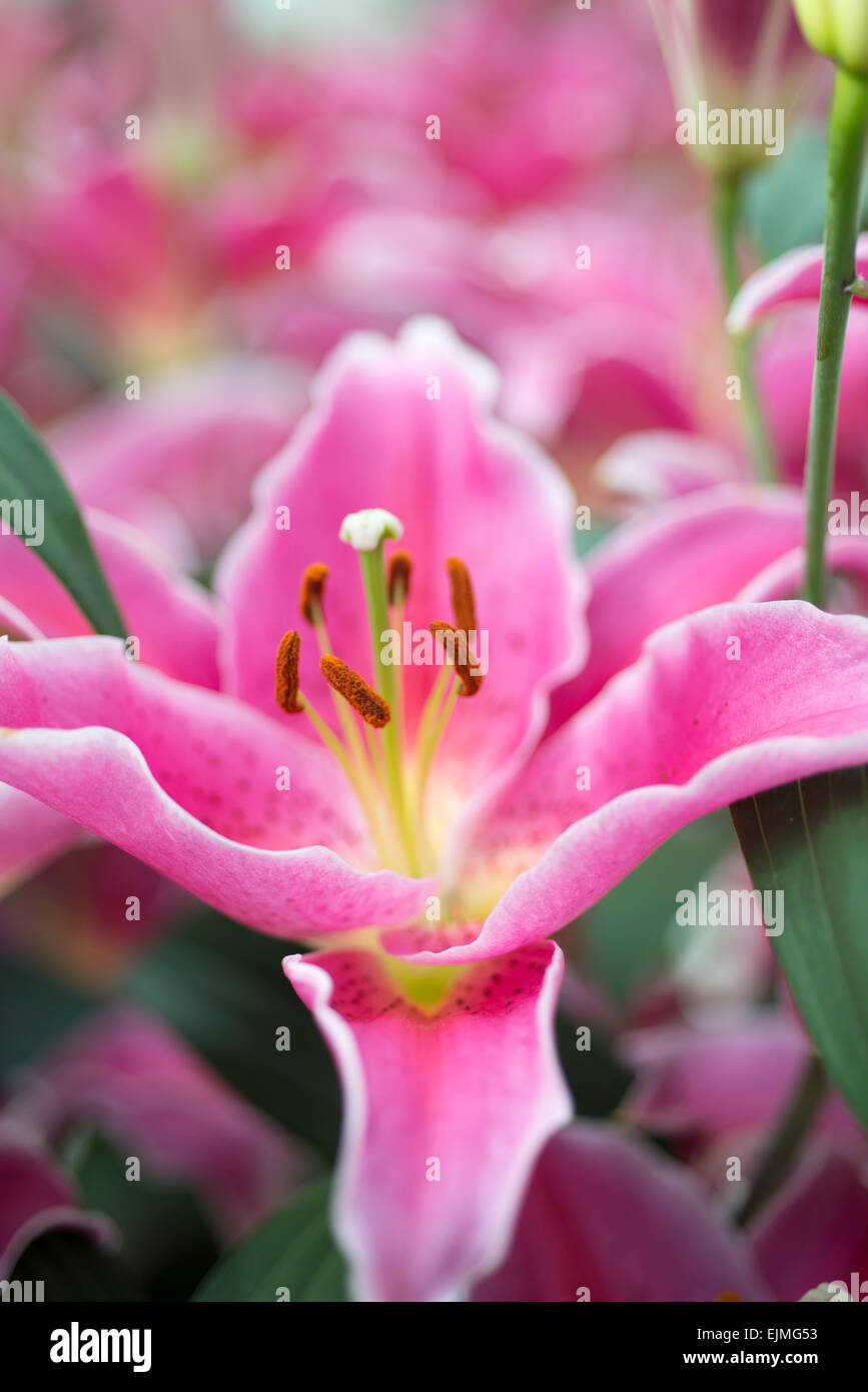 Lilium Mateo, pink lily flower Stock Photo - Alamy