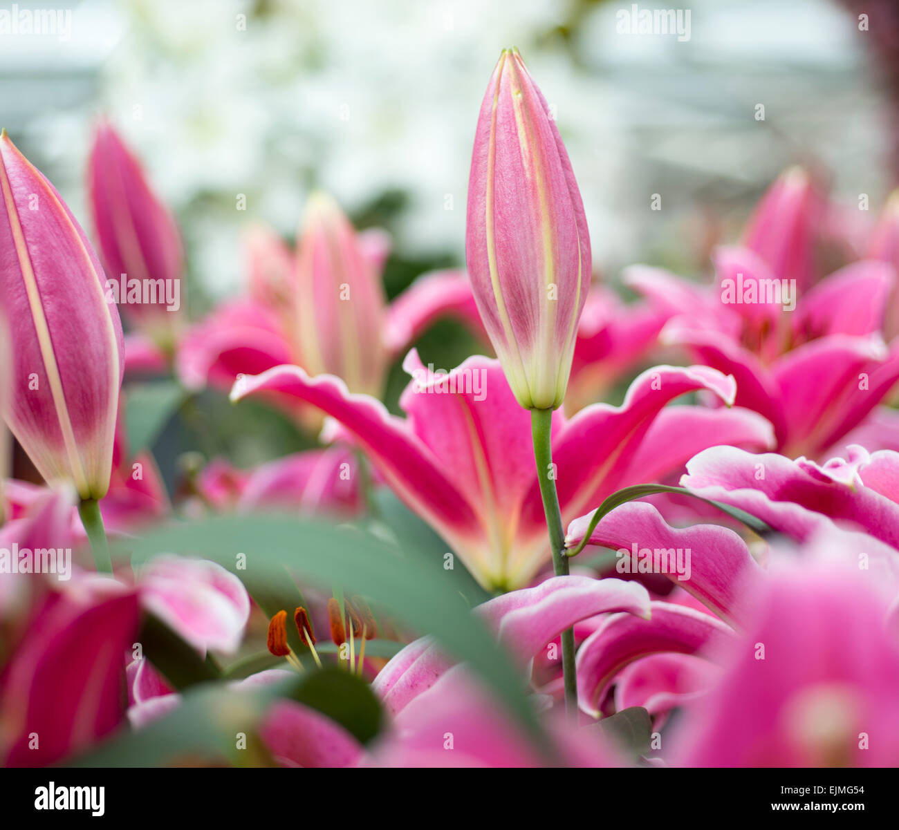 Lilium Mateo, pink lily flower Stock Photo - Alamy