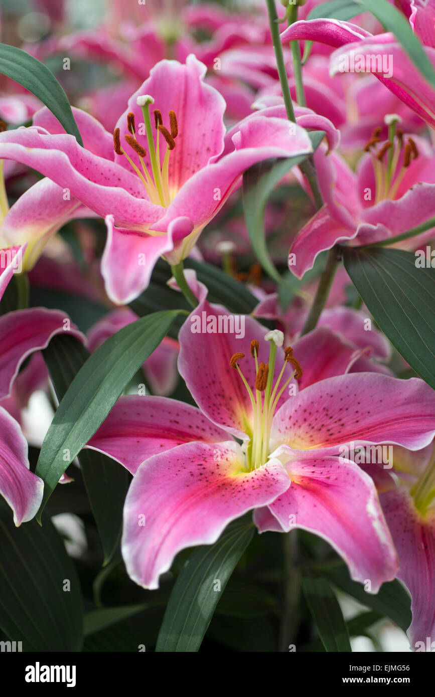 Lilium Mateo, pink lily flower Stock Photo - Alamy