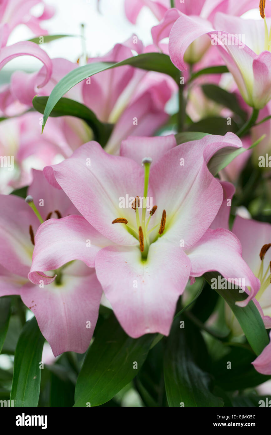 Lilium Master, pink lily flower Stock Photo - Alamy