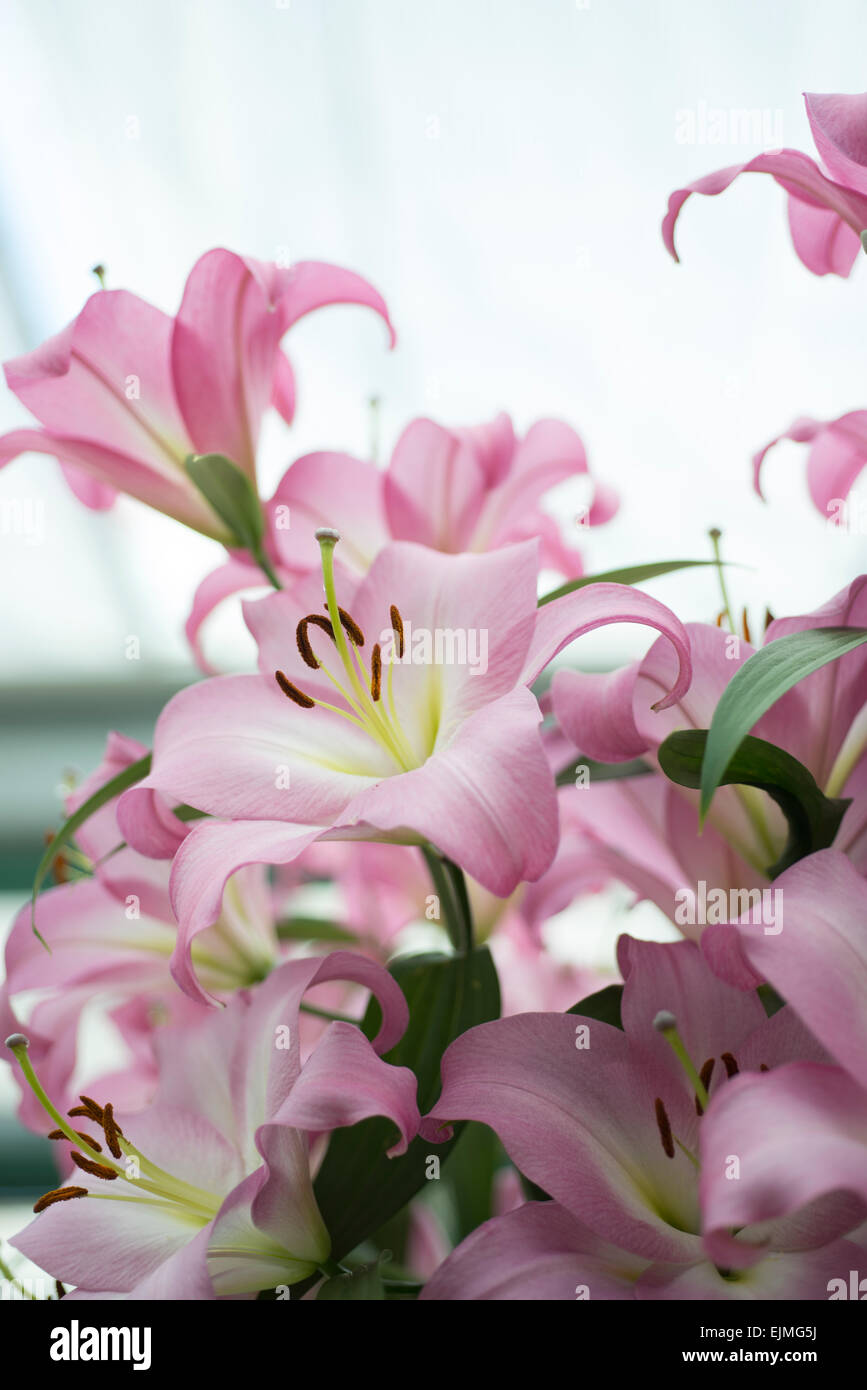 Lily master hi-res stock photography and images - Alamy