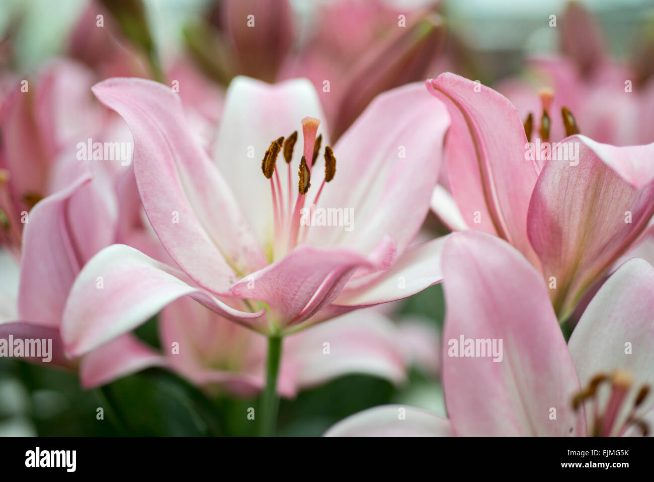 Lily couplet hi-res stock photography and images - Alamy